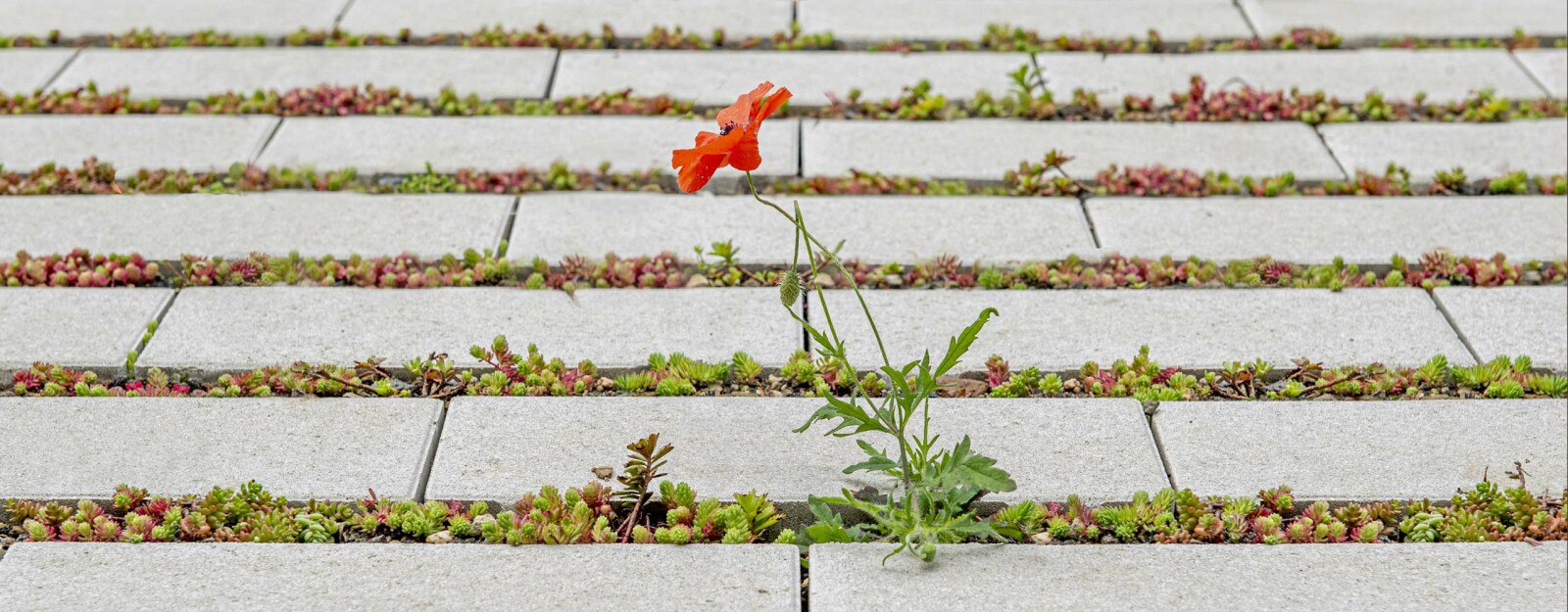 Rasenfugensteine | Produkte | Metten Stein+Design